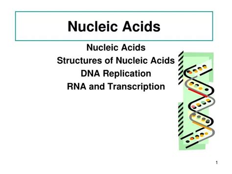Ppt Nucleic Acids Powerpoint Presentation Free Download Id3931393