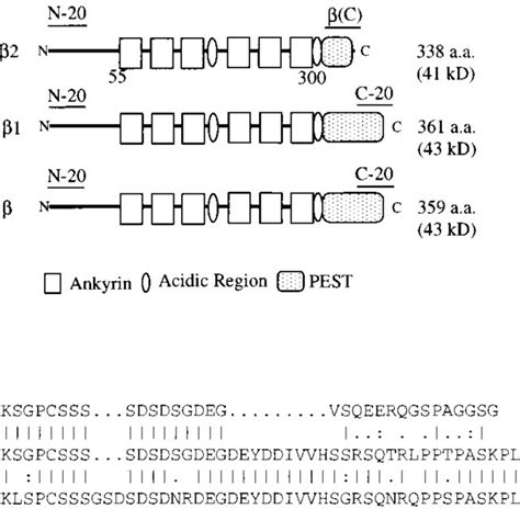 (Top) Schematic presentation of human IB1 and IB2 compared to murine ...
