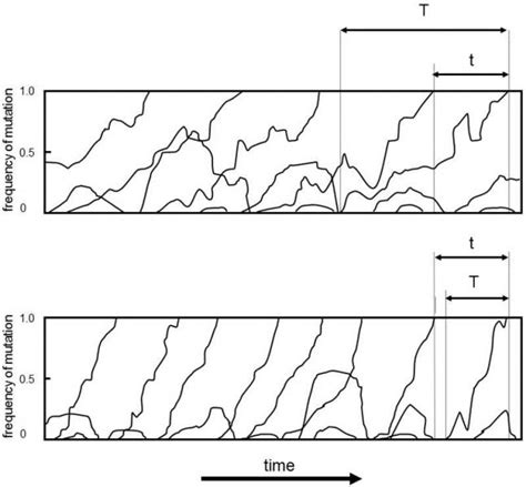 V33 The Frequency Of Fixation Of Neutral Mutations In Time Does Not