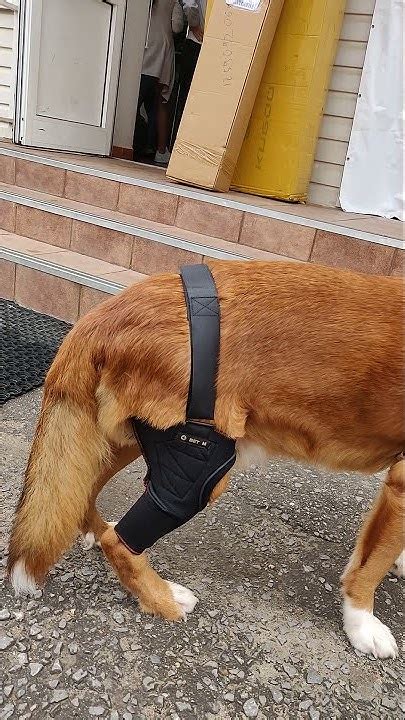 Фиксатор коленного сустава для собак - YouTube