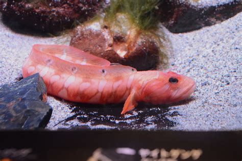 Ocellated Deepwater Eelpout Gymnelopsis Ocellata Zoochat