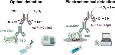 Dual Mode Immunosensor For Antibody Detection Harnessing The