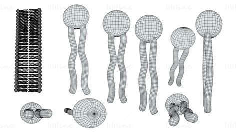 phospholipid structure 3d model