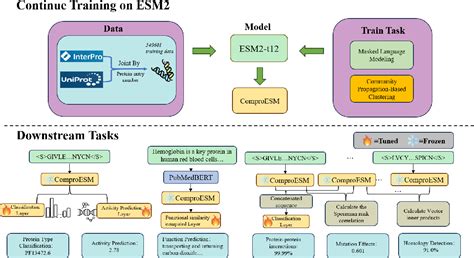 Beyond Esm2 Graph Enhanced Protein Sequence Modeling With Efficient