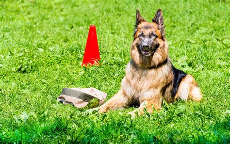 Advanced Training For Specific Commands And Tricks