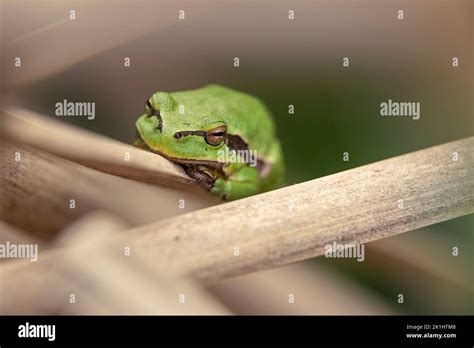 Male Of European Tree Frog Hyla Arborea Sitting On Dry Cattail Leaf Waiting For Females During