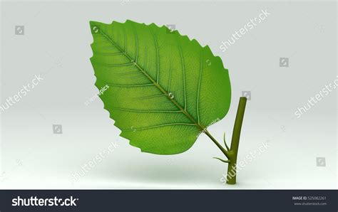 Leaf Structure 3d Illustration Stock Illustration 525082261 Shutterstock
