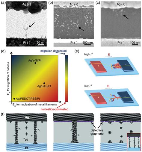 Evolution Dynamics Of Cation Migration‐based Conducting Filaments Download Scientific Diagram