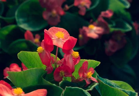Types Of Wax Begonia In Depth Guide On Varieties And Uses Foliage