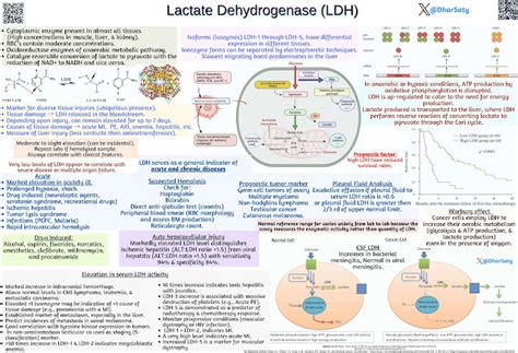 Lactate Dehydrogenase Medical Infographics