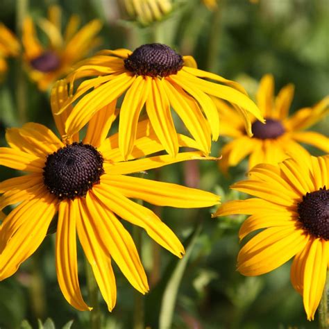 Rudbeckia Fulgida ‘goldsturm Salzsieder Nursery