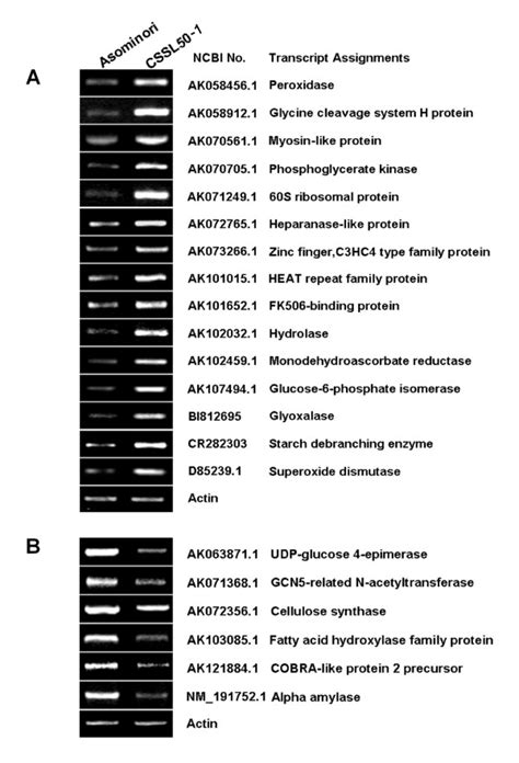 Rt Pcr Confirmation Of The Microarray Data Twenty One Differentially Download Scientific