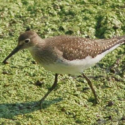 Solitary Sandpiper Tringa Solitaria Birdweather