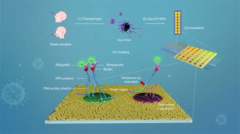 Researchers Develop Portable Sars Cov 2 Variant Monitoring Technology