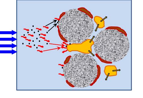 A Schematic Of The Np And Surfactant Transport And Interactions With Download Scientific