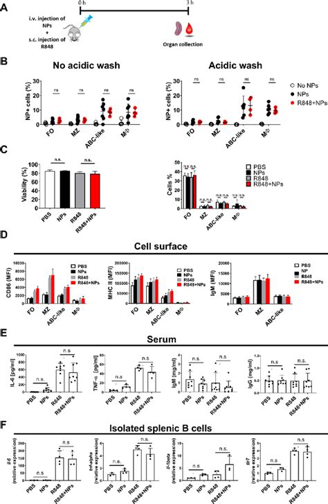 Gnp Uptake And Cell Viability After Simultaneous Injection Of Gnps And Download Scientific