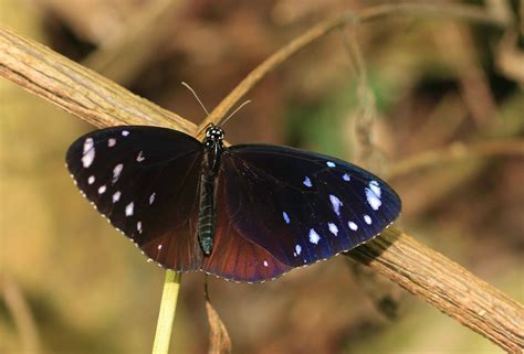 Butterflies Of Vietnam 261 Euploea Tulliolus Dehaani The Dwarf Crow