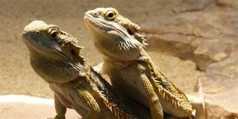 Lizard Swaps Mode Of Deciding Its Sex The Scientist