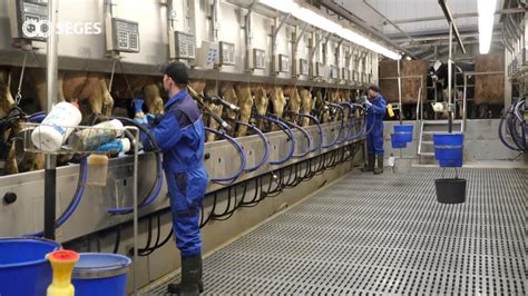 Milking procedure in a milking parlor - SEGES TV