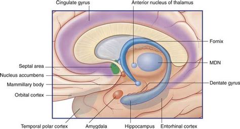 Olfactory And Limbic Systems Neupsy Key