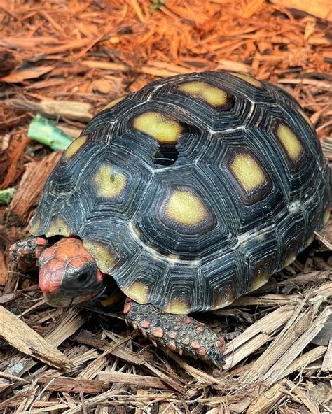 Cherry Head Tortoise Red Footed Tortoise Sulcata Tortoise Tortoises