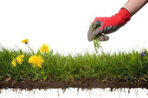 What Are The Different Types Of Lawn Weeds Dirt Turf
