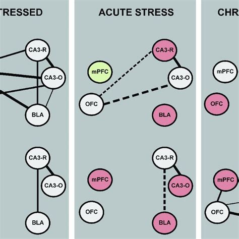 Sex Differences In And Stress Effects On Microglial Morphological