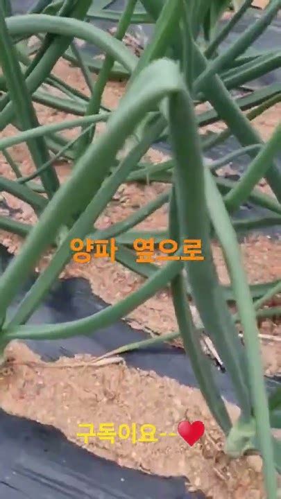 양평주말농장여유힐링초보농사정성기다림열심히대단주말자매농막친환경봄양파관리척척꿀팁옆으로 Youtube