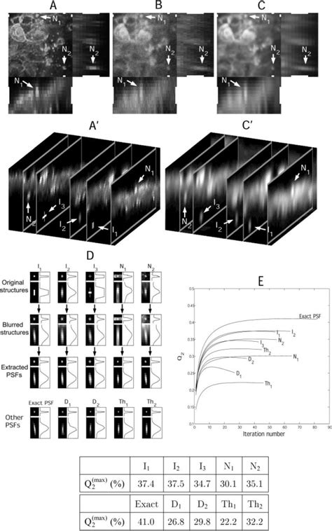Image Adaptive Deconvolution For Three Dimensional Deep Biological Imaging Biophysical Journal