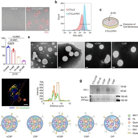 Preparation And Characterization Of CISP A Representative Fluorescence Download Scientific