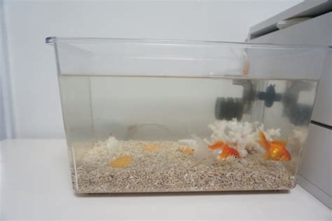 금붕어키우기 어항꾸미기 금붕어처음키우는법 금붕어키우기준비 종류 선택 키울때필요한것 네이버 블로그