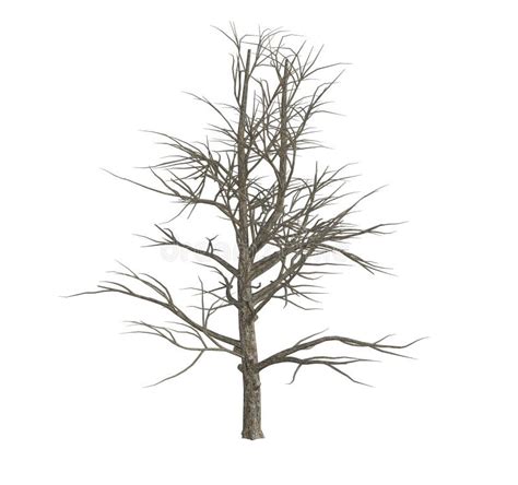 3d Render Tree Trunk Without Leavesinclude Clipping Path Png