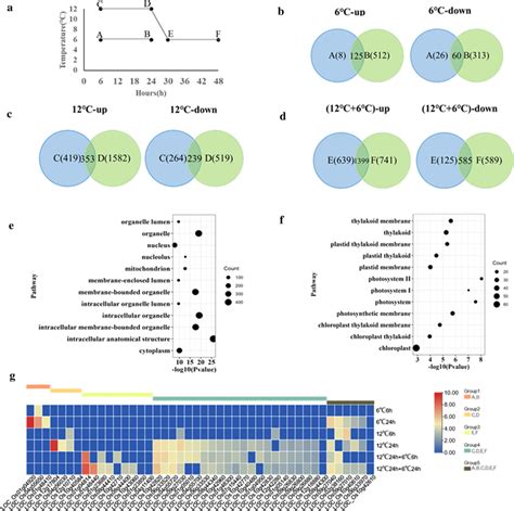 comparison and the go enrichment analysis of up down regulated genes
