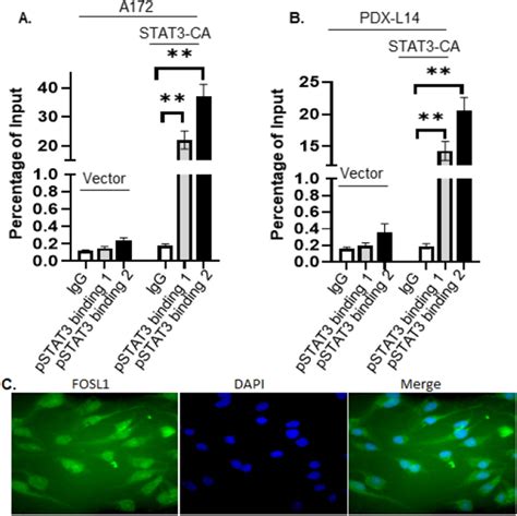 Chip Qpcr Analysis Of Stat3 Direct Binding To The Fosl1 Promoter Download Scientific Diagram