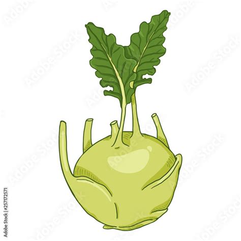Vector Cartoon Kohlrabi Cabbage Stock Vektorgrafik Adobe Stock