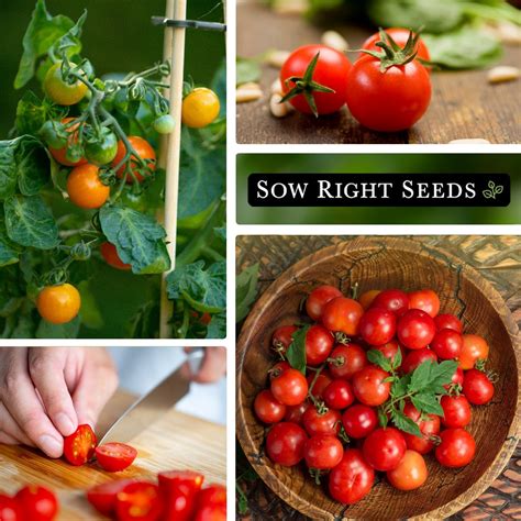 Tiny Time Tomato Seeds For Planting Mini Container Variety Sow Right Seeds