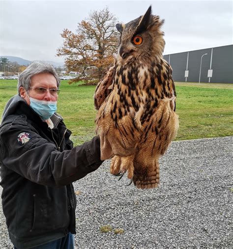 Autun Un Hibou Grand Duc Secouru Au C3d Chez Dim Autun Infos