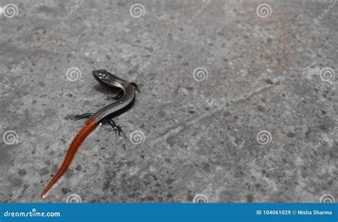 Red Tailed Skink