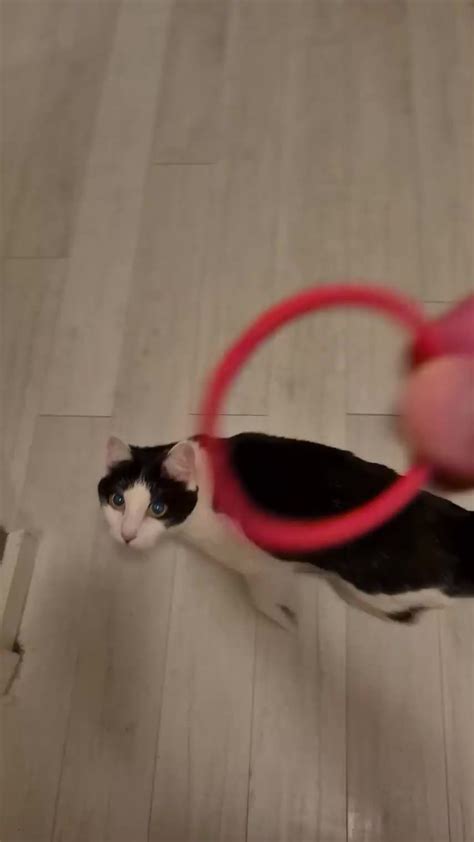 My Kitty Loves To Play Fetch Album On Imgur