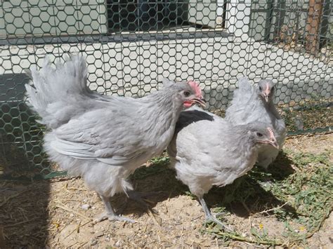 Lavender Orpington Sex Backyard Chickens Learn How To Raise Chickens