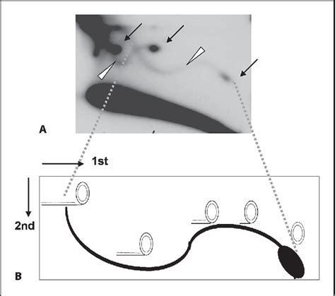 Figure 1 From Extrachromosomal Circular Dna In Eukaryotes Possible