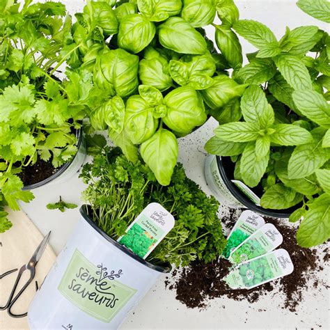 Fines Herbes Jardineries Botanix