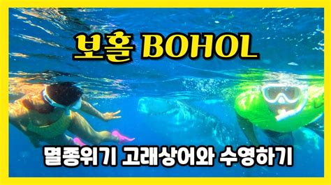 필리핀 보홀 여행 3편 고래 상어 투어ㅣ나팔링 정어리 투어ㅣ보홀 최고 맛집 우베코 ㅣ로컬 마사지 Youtube