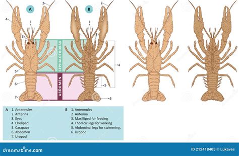 Male Lobster Anatomy At Christopher Foss Blog