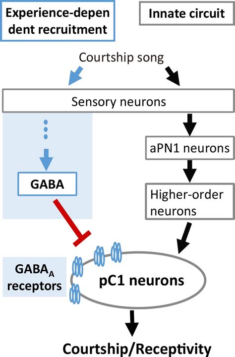 Auditory Experience Controls The Maturation Of Song Discrimination And Sexual Response In