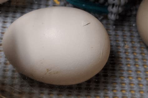 Hatching Egg Issues Possible Causes And Corrections Meyer Hatchery Blog