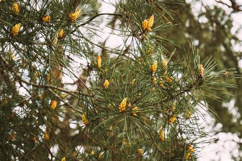 Fresh Small Spring Cones On Pine Tree In Forest Stock Image Image Of Cone Plant 195902323
