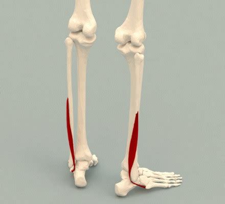 Músculos De Las Piernas Tipos Ubicación Características Y Funciones