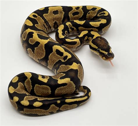 Python Madness Python Madness Added A New Photo