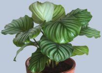 Stunning Calathea Types For Your Home Sumo Gardener